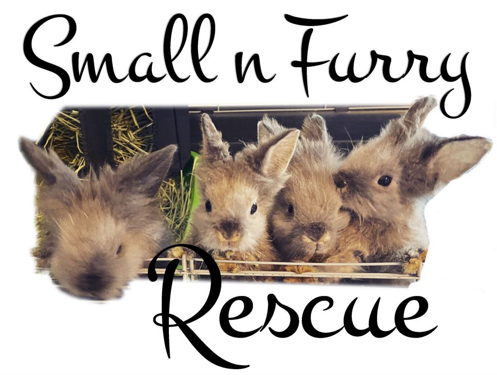 NJ Rabbit Rescues - NJ Bunny Base